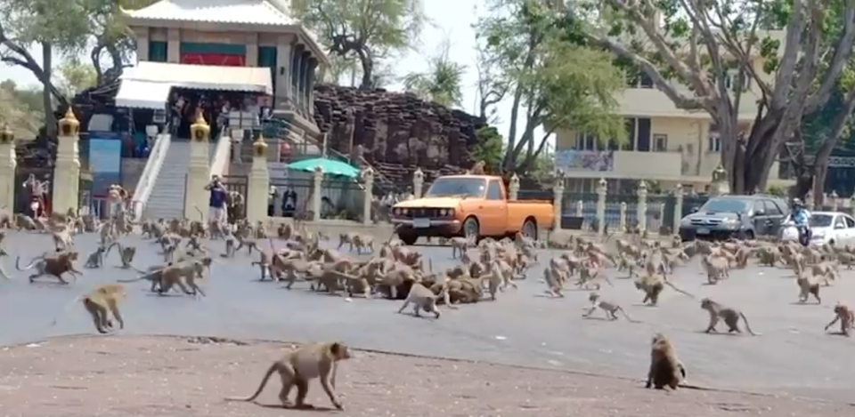 Rival Monkey Gangs Are Latest Consequence of Travel Decline