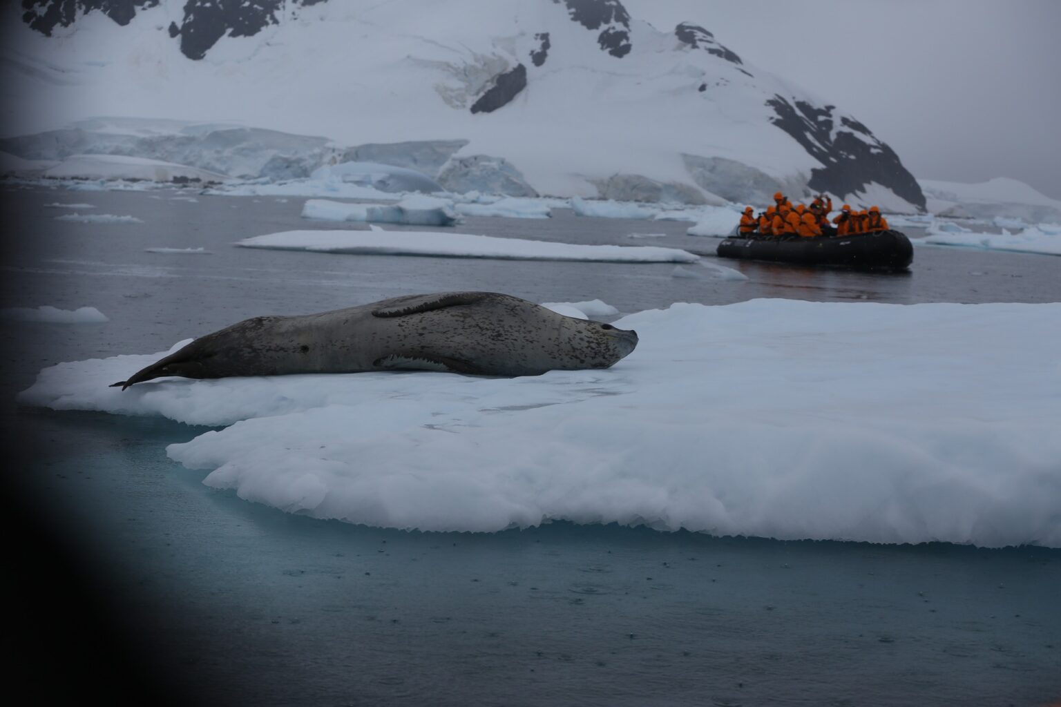 Save 30% on National Geographic Antarctica Cruises - Travel Codex