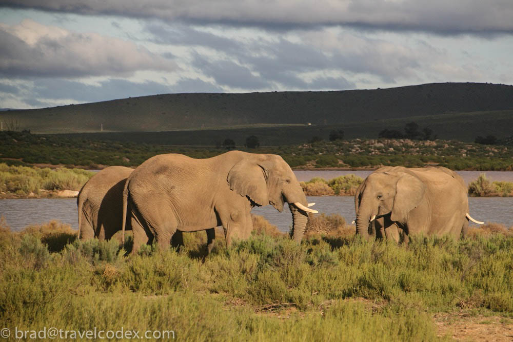 Review: Aquila Private Game Reserve, South Africa - Travel Codex