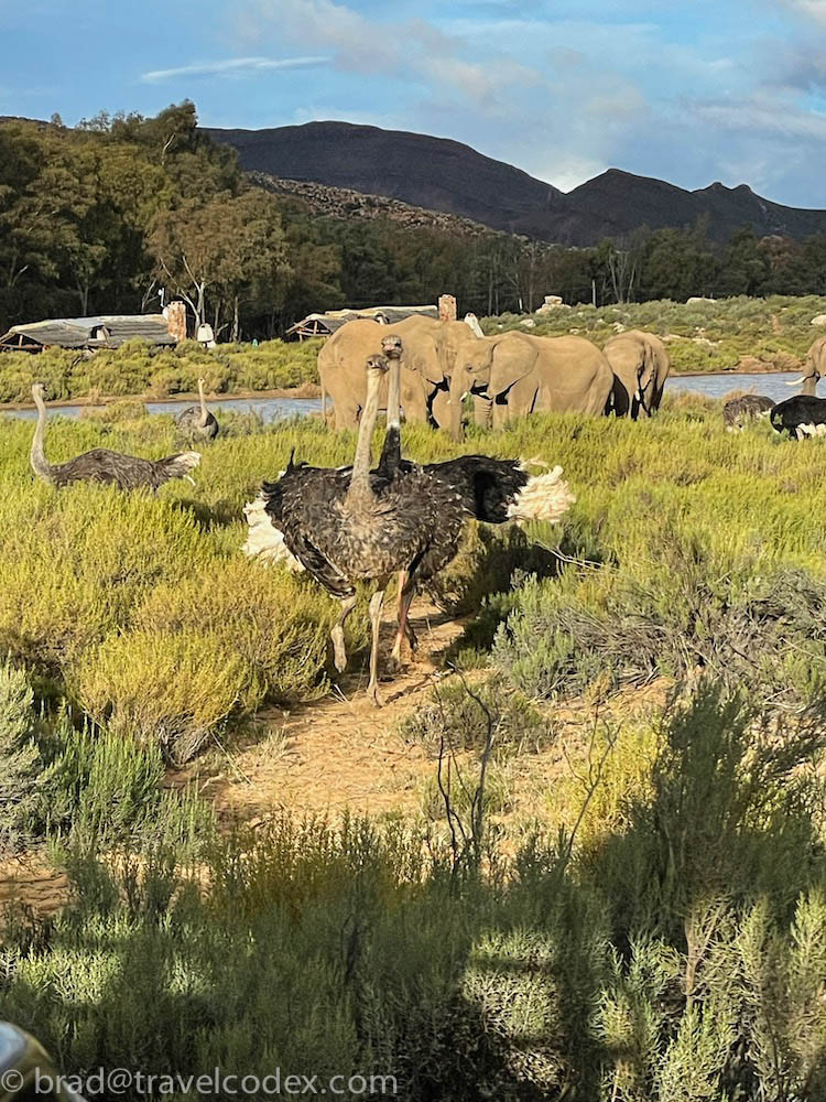 Review: Aquila Private Game Reserve, South Africa - Travel Codex