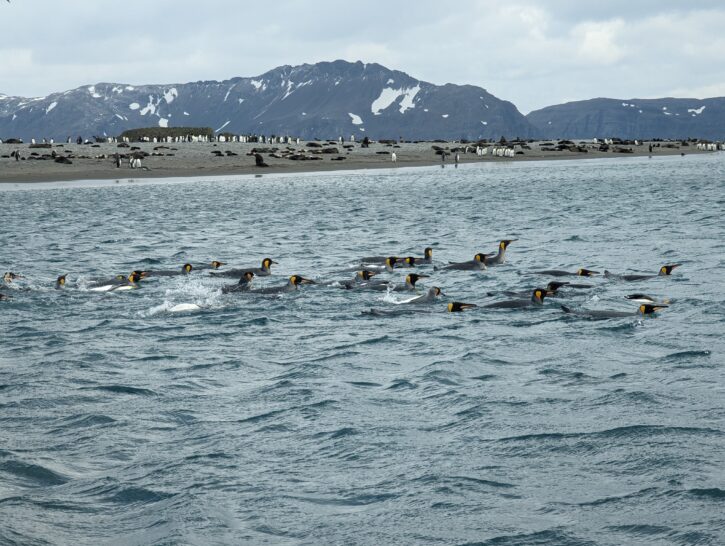 South Georgia and the South Sandwich Islands - Travel Codex